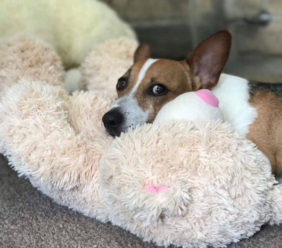 Testimonials – Catherine Marshall Veterinary Physiotherapist